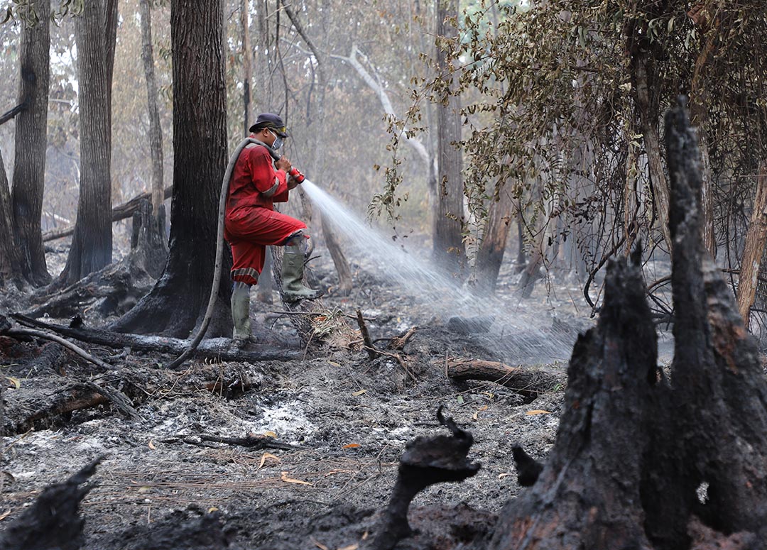 You Helped Us Put Out This Forest Fire in Sumatra